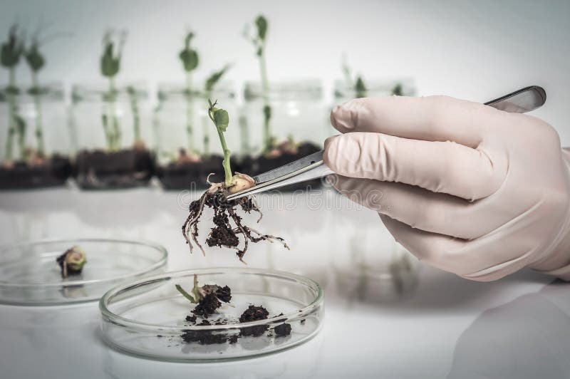 Scientist Testing GMO Plant in Biological Laboratory Stock Image ...