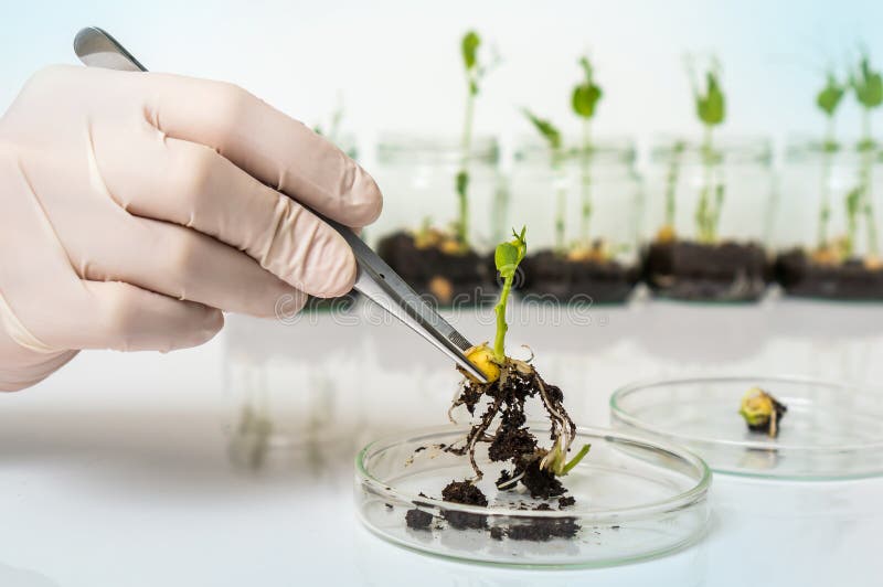 Scientist Testing GMO Plant in Biological Laboratory Stock Image ...