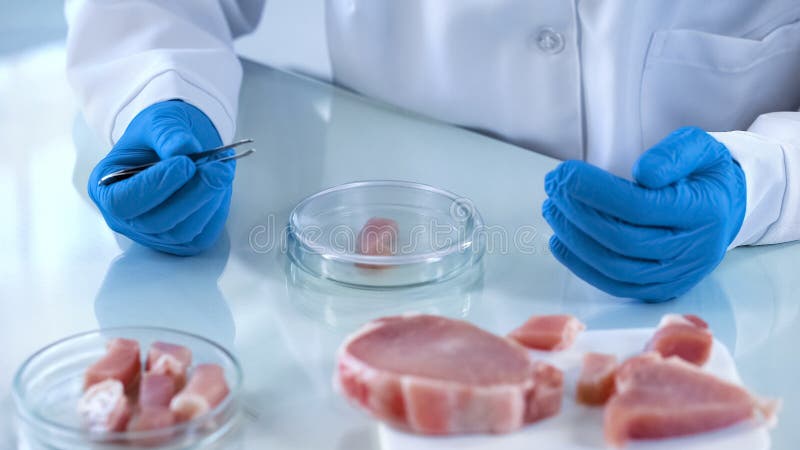 Scientist Testing Meat Sample with Magnifying Glass, African Swine ...