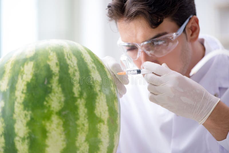 The Scientist Testing Watermelon in Lab Stock Photo - Image of ...