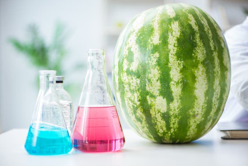 The Scientist Testing Watermelon in Lab Stock Image - Image of dieting ...