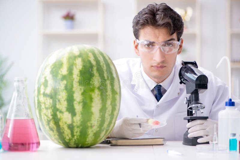 The Scientist Testing Watermelon in Lab Stock Photo - Image of doctor ...
