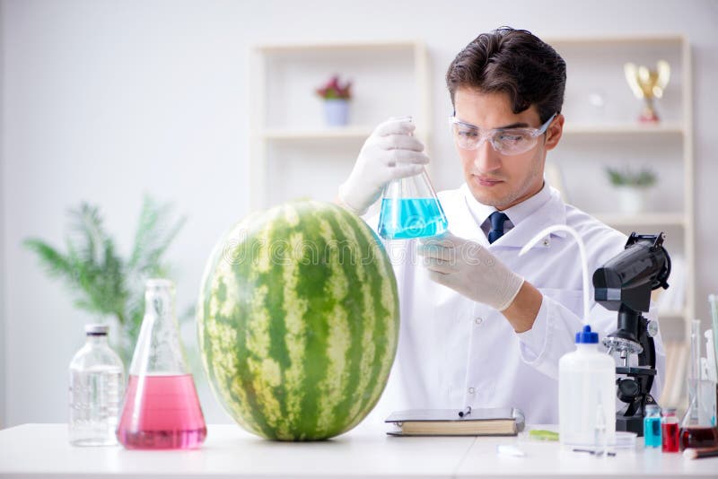 The Scientist Testing Watermelon in Lab Stock Image - Image of organic ...