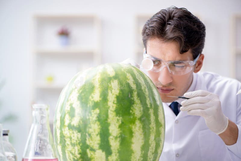 The Scientist Testing Watermelon in Lab Stock Photo - Image of ...