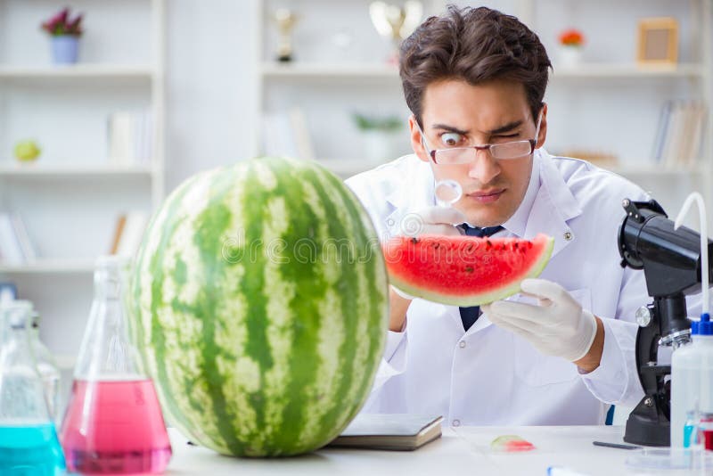 The Scientist Testing Watermelon in Lab Stock Image - Image of genetic ...