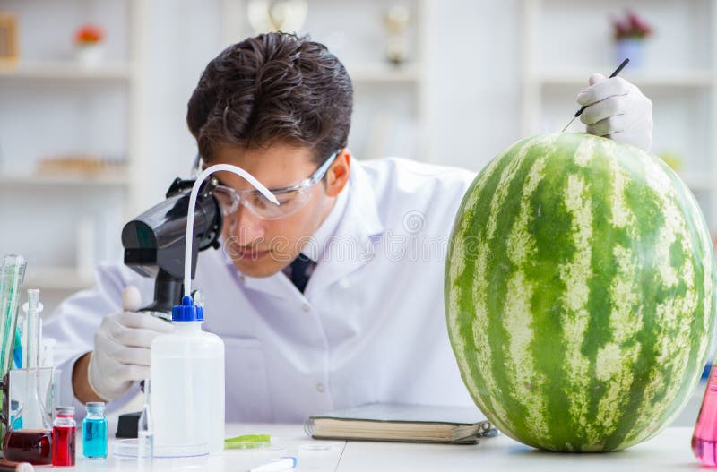 Scientist Testing Watermelon in Lab Stock Image - Image of biochemistry ...