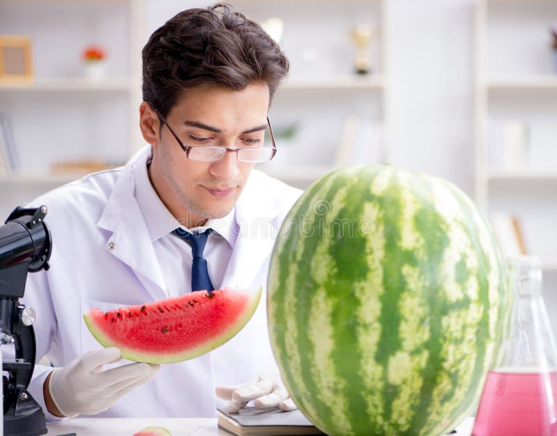 Scientist Testing Watermelon in Lab Stock Image - Image of discovery ...