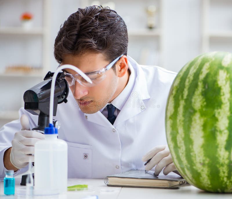 Scientist Testing Watermelon in Lab Stock Image - Image of health ...