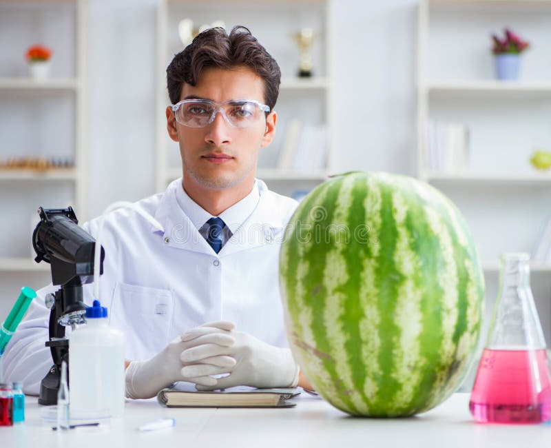 Scientist Testing Watermelon in Lab Stock Photo - Image of medicine ...