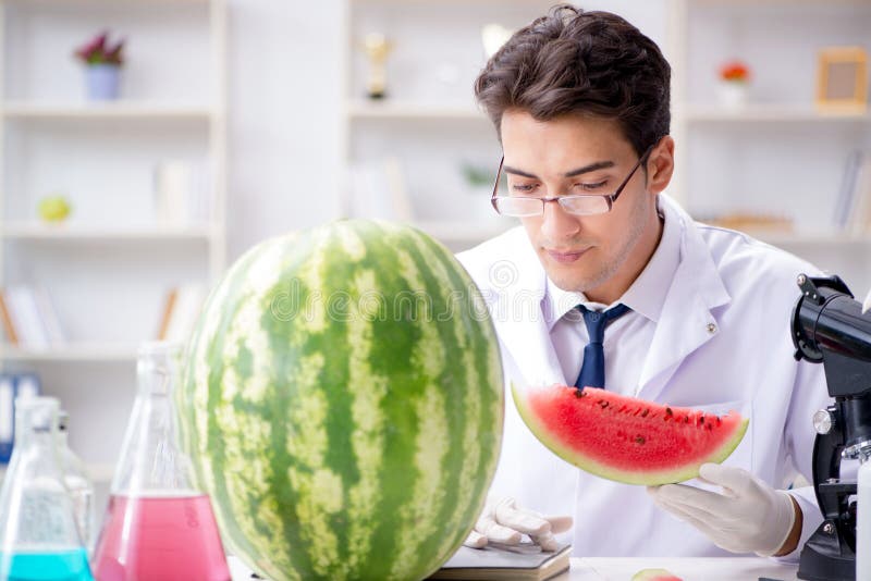 The Scientist Testing Watermelon in Lab Stock Photo - Image of dieting ...