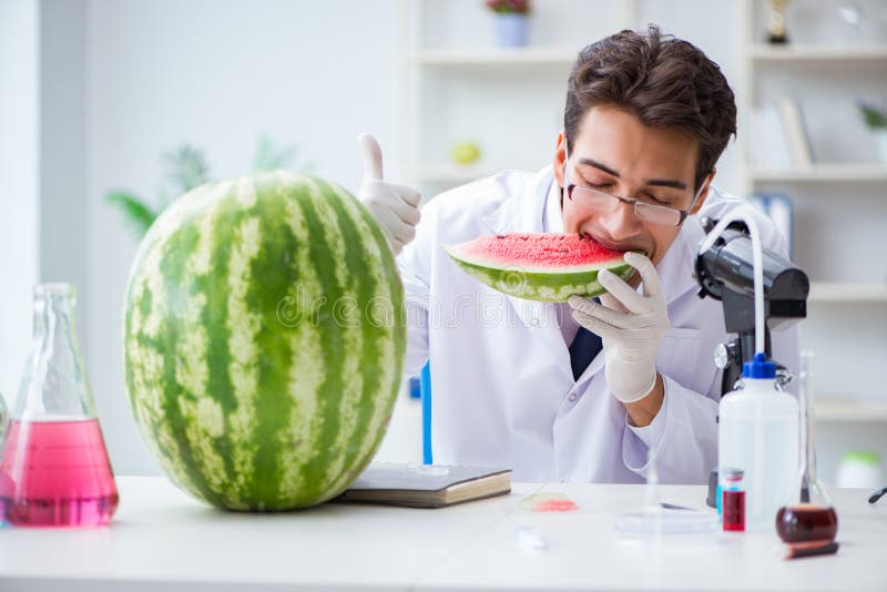 The Scientist Testing Watermelon in Lab Stock Image - Image of ...