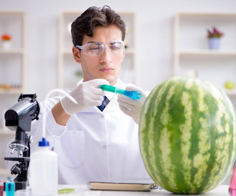 Scientist Testing Watermelon in Lab Stock Image - Image of laboratory ...