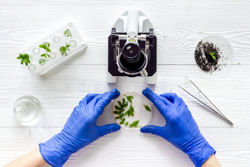 Scientist Tests Plants with Microscope in Laboratory. Overhead View ...
