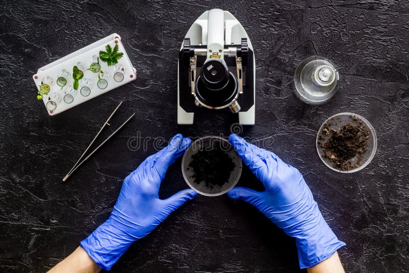 Scientist Tests Plants with Microscope in Laboratory. Overhead View ...