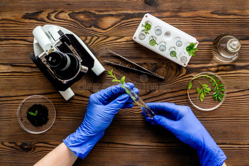 Scientist Tests Plants with Microscope in Laboratory. Overhead View ...