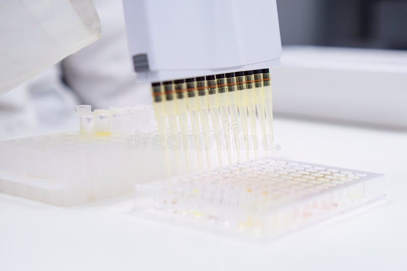 Scientist Uses Multichannel Pipette Dispenser To Fill Microplates for ...