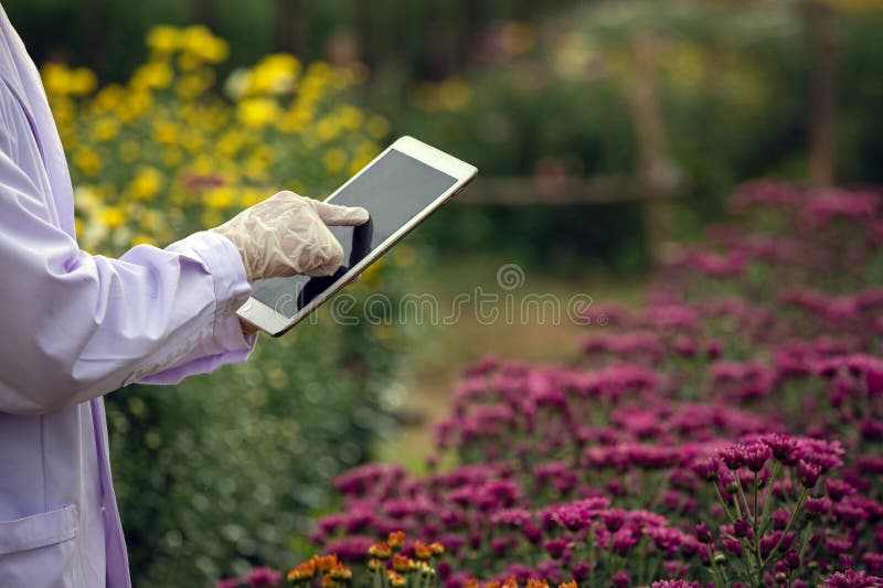 Scientist Using Hand Touching Digital Tablet Researching Chrysanthemum ...