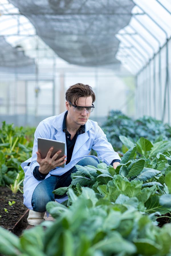Scientist Using Tablet or Smart Phone. Scientist Work at Vegetable Garden Lab Site Stock Photo ...
