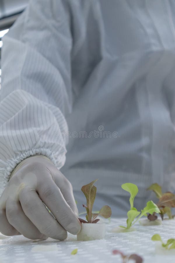 Scientist in White Clean Suit with Hydroponic Plant Stock Image - Image ...