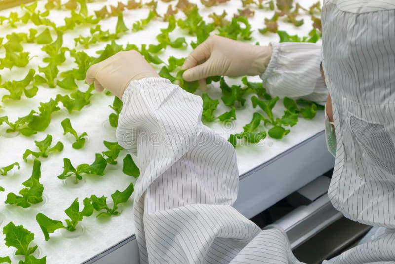 Scientist in White Clean Suit with Hydroponic Plant Stock Image - Image ...