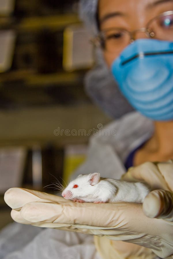 Scientist with white mouse stock photo. Image of research - 4118434