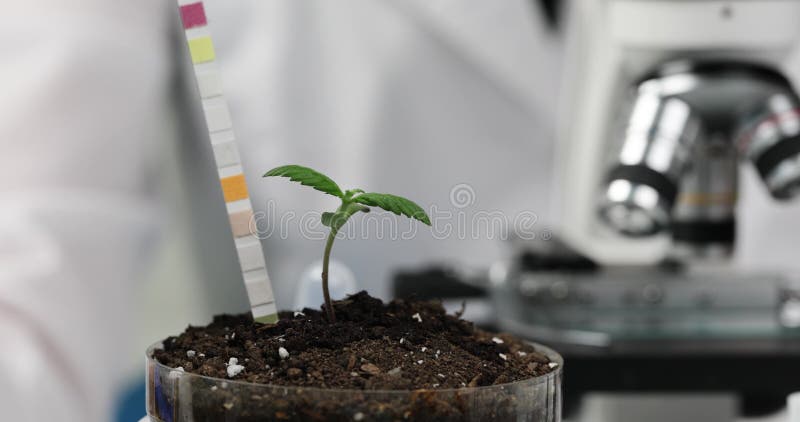 Scientist Working with Soil in Laboratory and Test Strip Stock Video ...