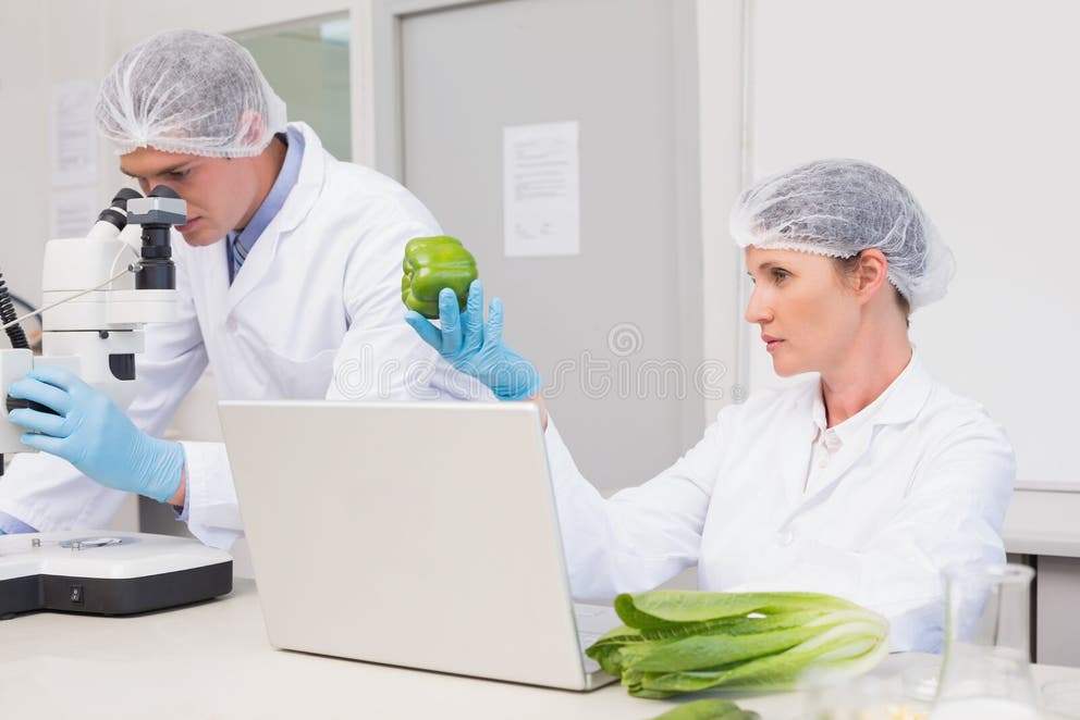 Scientists Examining Green Pepper Stock Photo - Image of concentrated ...