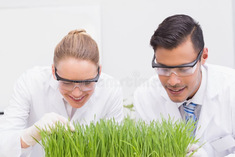 Scientists Examining Plants Stock Photo - Image of people, research ...