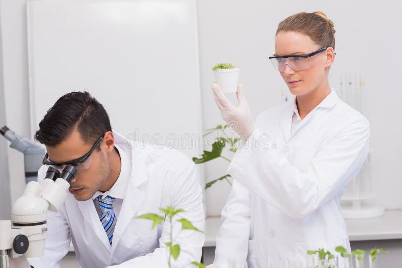 Scientists Examining Plants Stock Image - Image of inspecting ...