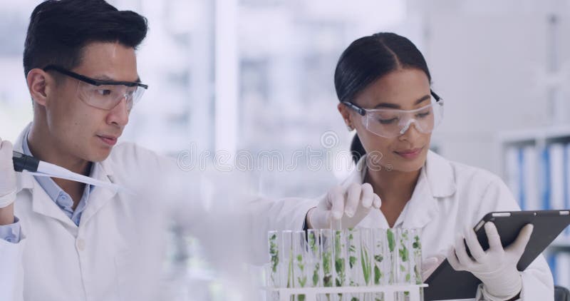 Scientists Growing Plants in Test Tubes and Typing Data into Digital ...