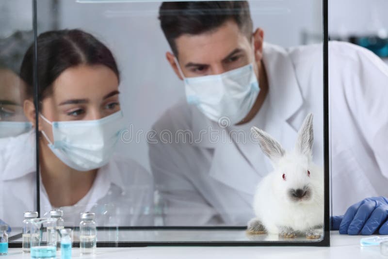 Rabbit and Laboratory Glassware on Table. Animal Testing Stock Image ...