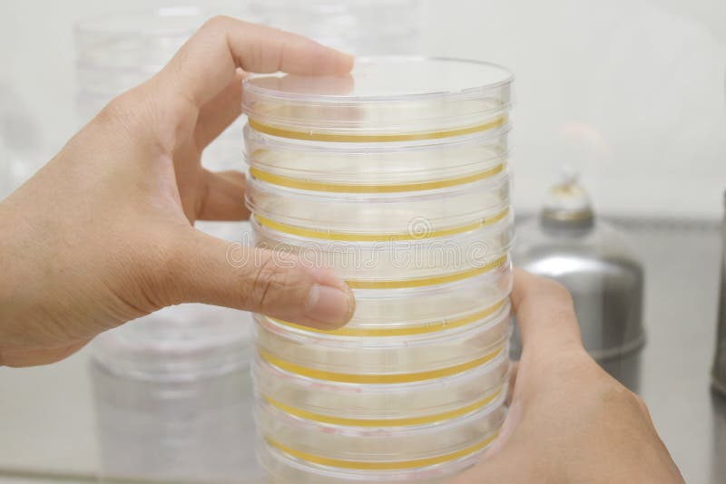 Scientists Pour Culture Medium on the Test Plate Stock Photo - Image of ...