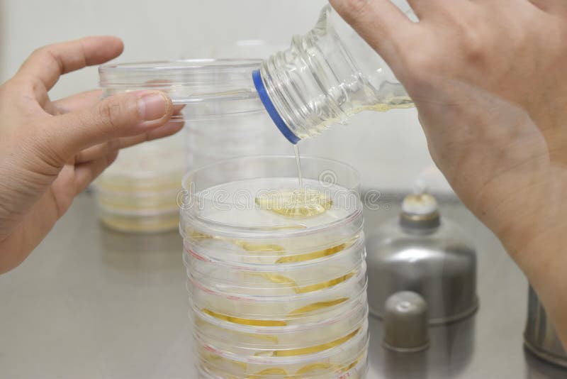 Scientists Pour Culture Medium on the Test Plate Stock Photo - Image of ...