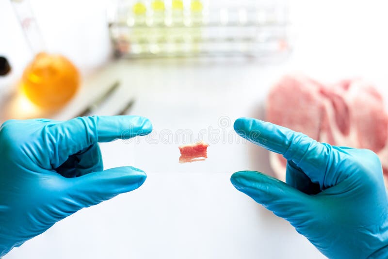 Scientists Prepared Meat Specimens on a Microscope Slide To Check the ...