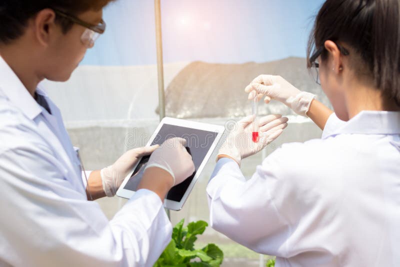 Scientists is Using Tablet Analyze Experiment Results of Hydroponic ...