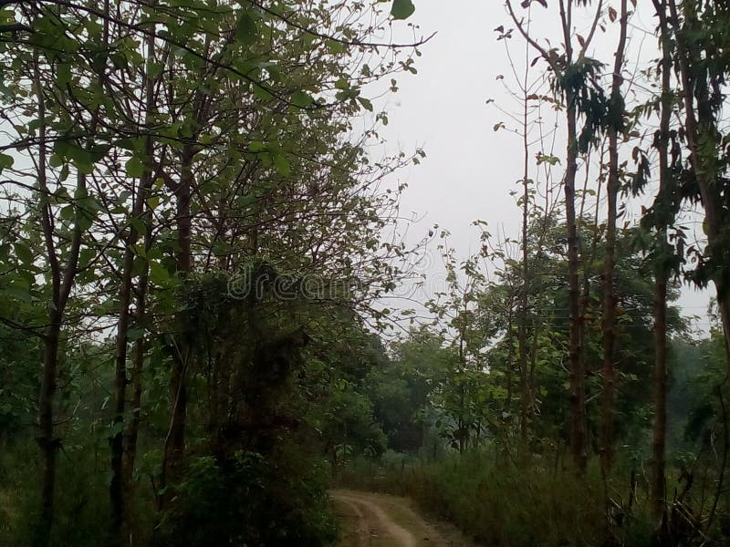 Scilent Path with Green Plant and Green Stock Photo - Image of leaf ...