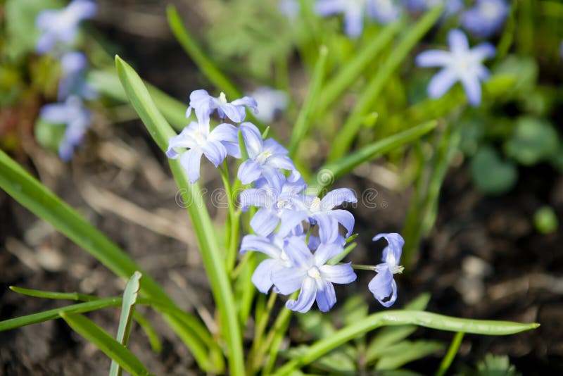 Scilla stock image. Image of detail, purple, garden, natural - 24695983