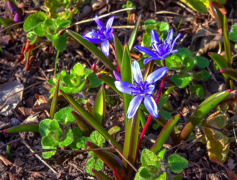 Scilla Bifolia or Alpine Squill or Two-leaf Squill Bright Blue Bell ...