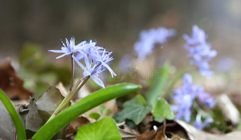 Scilla Bifolia Alpine Squill or Two-leaf Squill, Blue Wild Flower Stock ...
