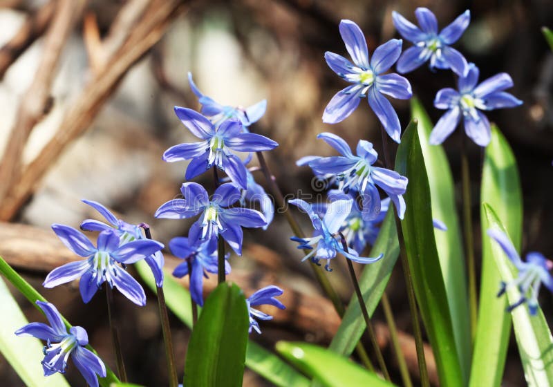 Scilla bifolia flower stock image. Image of bifolia - 146836795