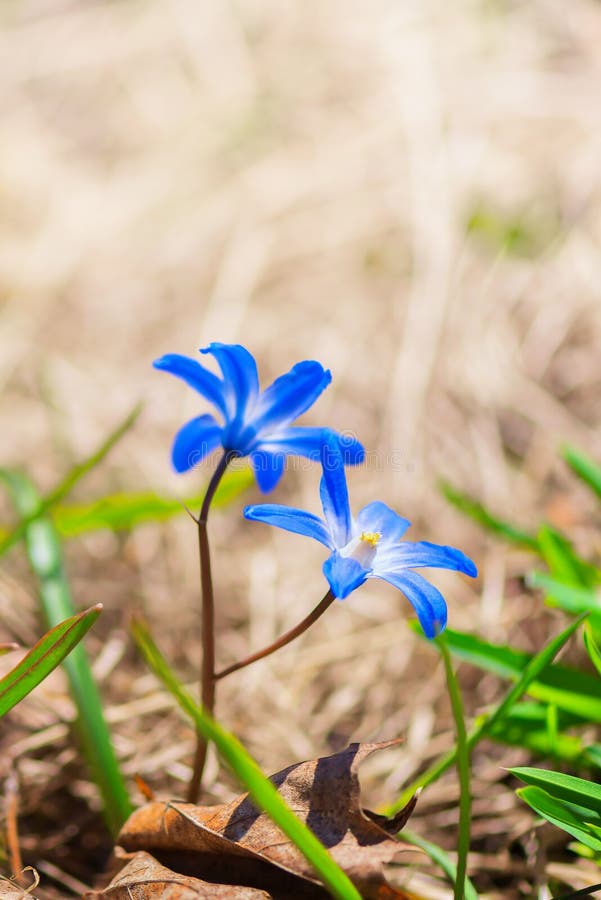Blue Spring Flowers Near Water Stock Image - Image of beauty, garden ...