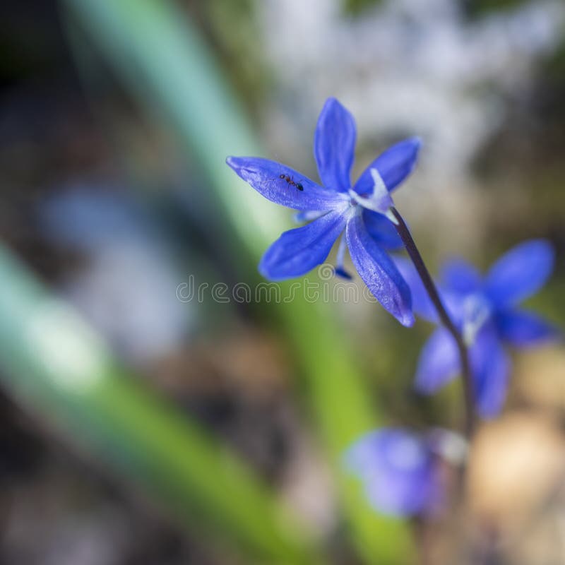 Scilla Cilicica Siehe. Flora. Forest Stock Photo - Image of ...