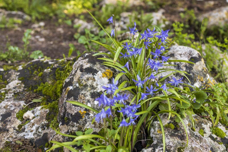 Scilla Cilicica Siehe. Flora. Forest Stock Image - Image of ...
