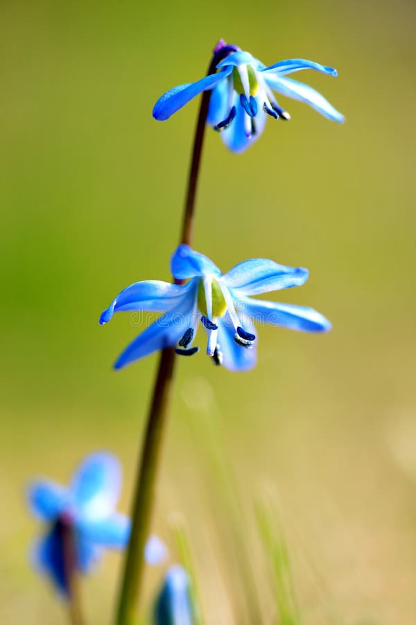 Scilla flower in spring stock photo. Image of flower - 28320158