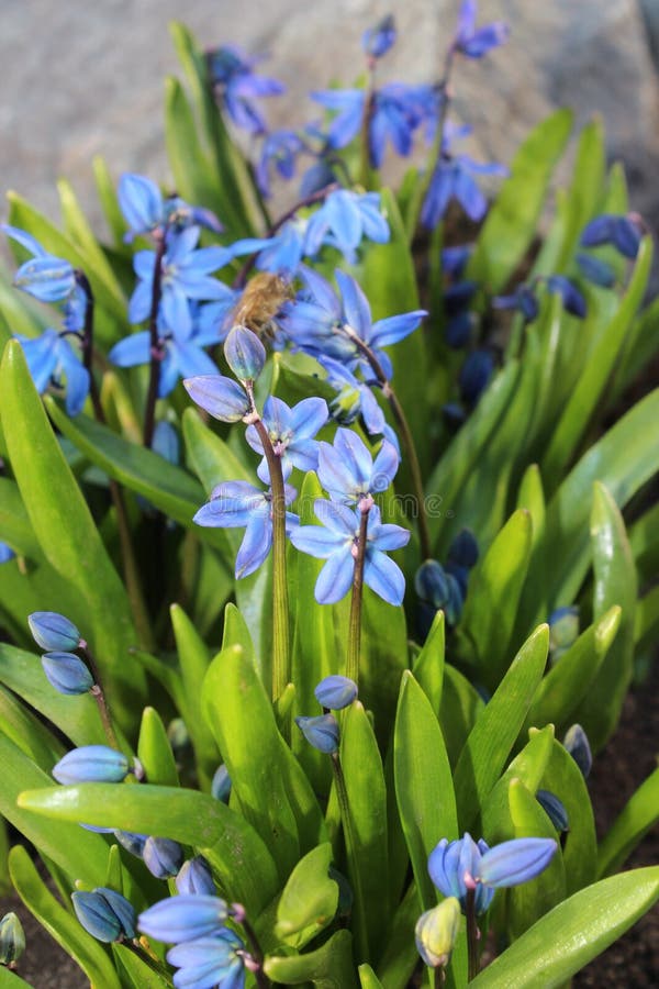 Scilla Flowers Spring Bloom in the Garden Stock Photo - Image of ...