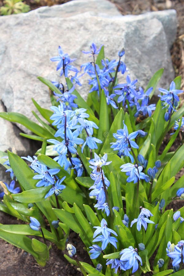 Scilla Flowers Spring Bloom in the Garden Stock Photo - Image of ...