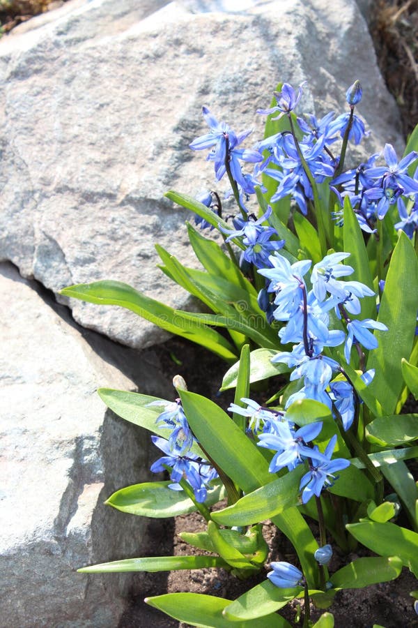 Scilla Flowers Spring Bloom in the Garden Stock Photo - Image of ...