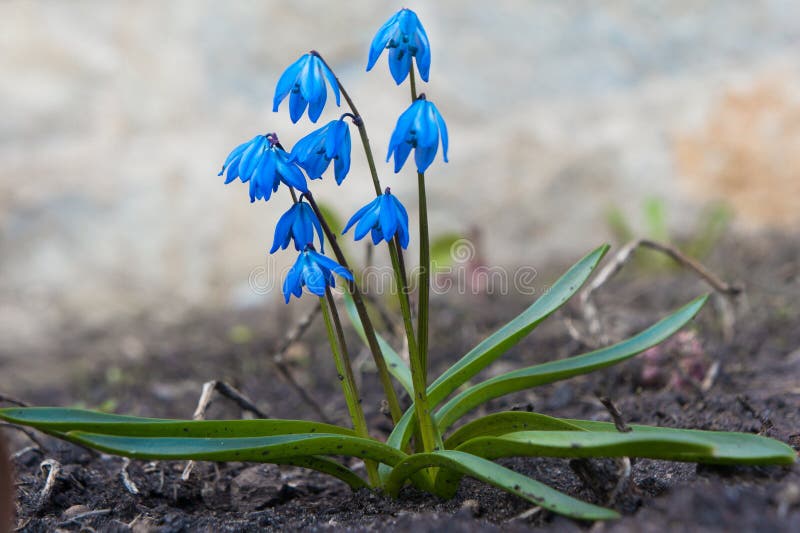 Scilla stock photo. Image of season, botanic, view, tranquil - 30785686