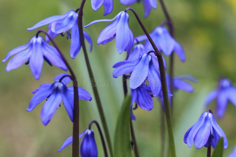 Scilla stock image. Image of spring, macro, closeup, wildflower - 32065719