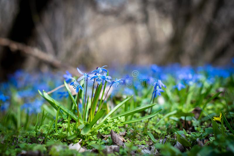Scilla Growing in Early Spring Stock Photo - Image of blossom, macro ...